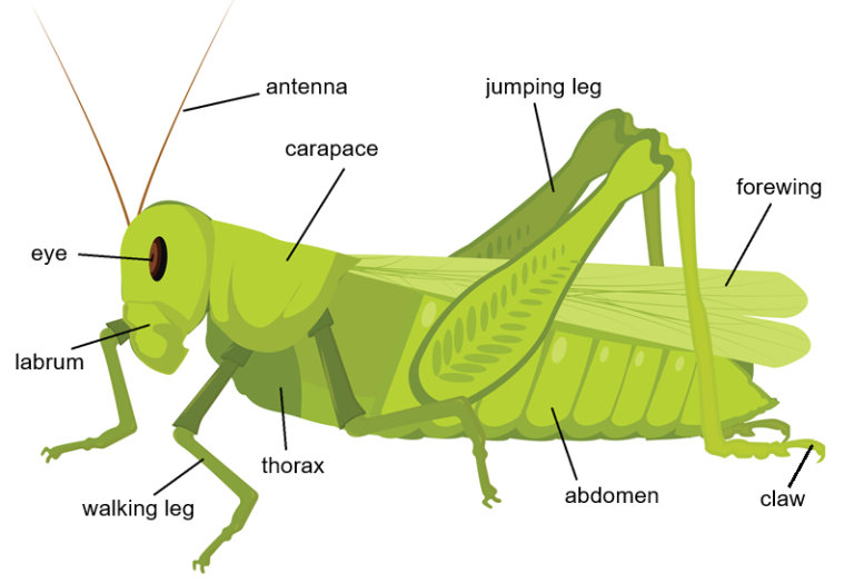 External Anatomy of the Grasshopper