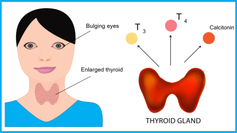 Animal Anatomy, Dissection Guides, and Labeling Practice