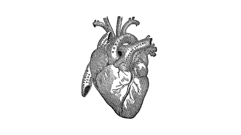 Deer Heart Dissection