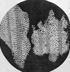 Investigation: A Historic Exploration of the Cell