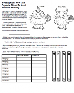 Investigation: Modeling Heredity with Popsicle Sticks