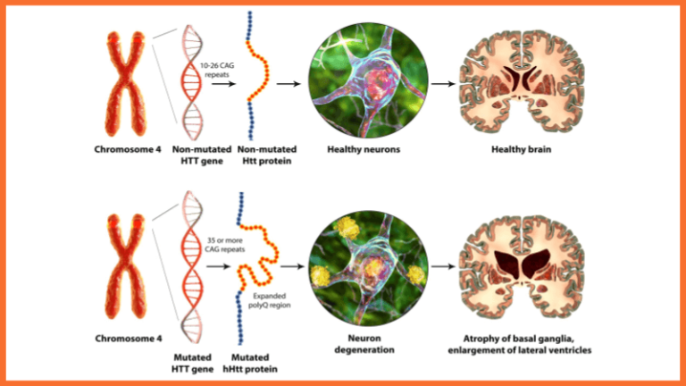 Animal Anatomy, Dissection Guides, and Labeling Practice