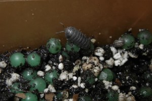 How to Raise Isopods (Pillbugs) for Your Classroom
