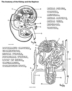 Learn with Coloring - The Anatomy of the Kidney and Nephron