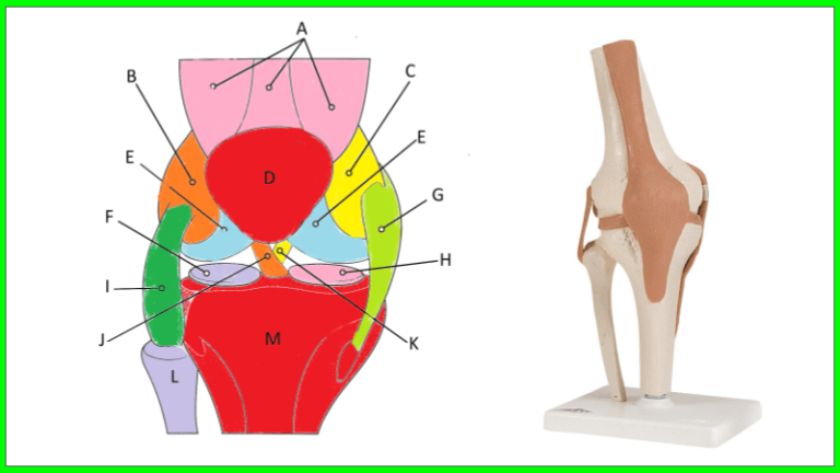 knee | The Biology Corner