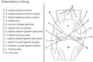 Understanding Knee Anatomy: Coloring Worksheet for Students