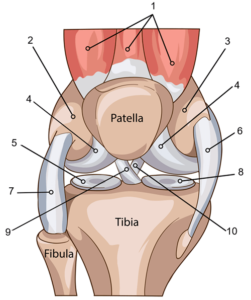 Understanding Knee Anatomy: Coloring Worksheet for Students