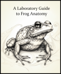 Frog Dissection Resources for High School Biology