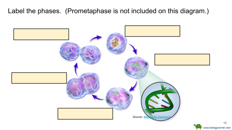 Mitosis, Cancer and the Cell Cycle - A Case Study