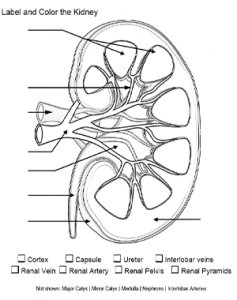 Label and Color a Diagram of the Kidney Using Listed Terms