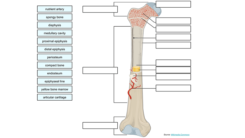 Long Bone Anatomy Labelled Long Bone Anatomy Labelled