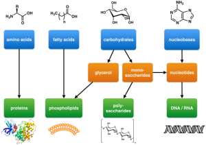 Macromolecules: The Building Blocks of Life