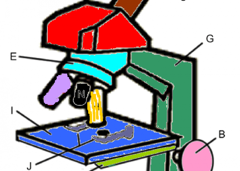 Bone Matrix Coloring