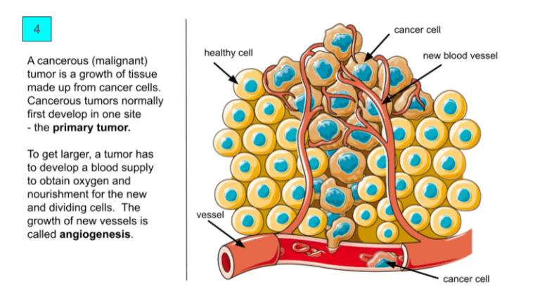 The Biology Corner – Resources for Teachers
