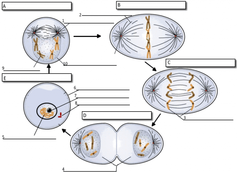Teaching Mitosis