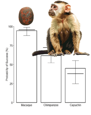 Data Analysis – Tool Use in Primates (CER)