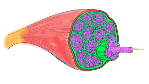 The Biology Corner – Resources for Teachers