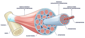 Understanding Muscle Structure with Diagram Labeling