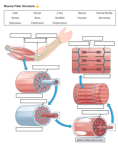 Understanding Muscle Structure with Diagram Labeling