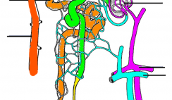 kidney | The Biology Corner