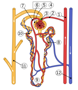 Color and Label the Nephron