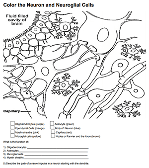 Color the Neuron and Neuroglia