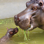 OpenStax Reading Guides