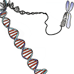 OpenStax Reading Guides