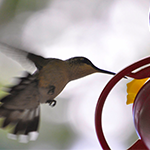 OpenStax Reading Guides