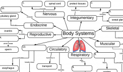 system | The Biology Corner