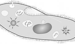 lab | | The Biology Corner