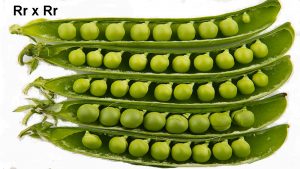 mendelian | The Biology Corner