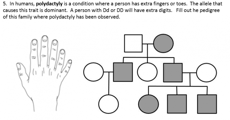 Worksheet on Pedigree Analysis Showing Family Traits