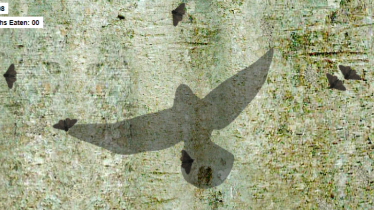 Evolution and the Peppered Moth Game