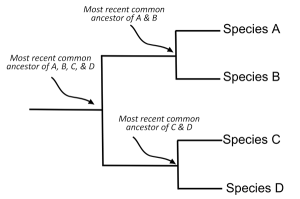 Create a Lion Phylogenetic Tree with Gene Sequences