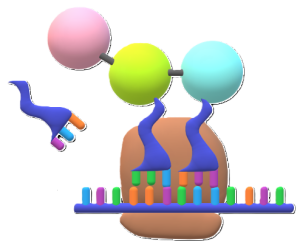 Reinforcement: RNA and Protein Synthesis