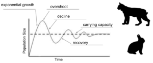 Case Study – Carrying Capacity and Rabbits