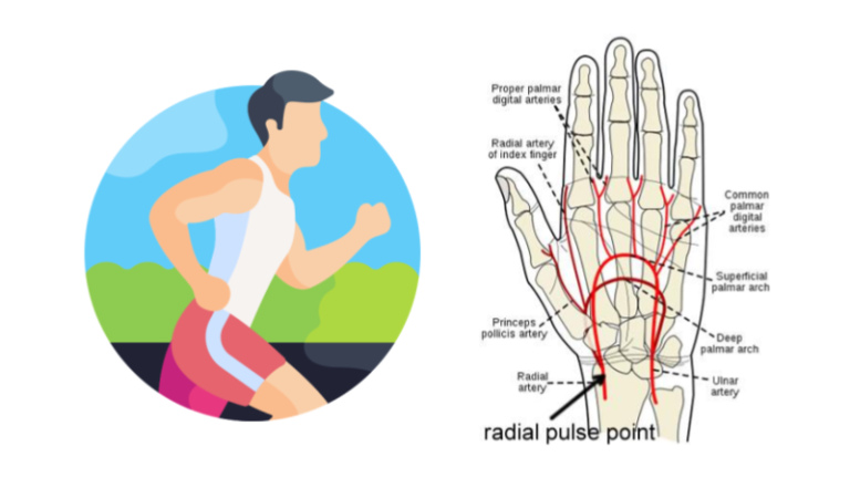 Investigation: How Does Exercise Affect Heart Rate?