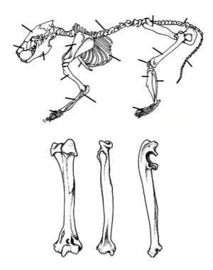 Explore the Skeleton of the Rat with Coloring