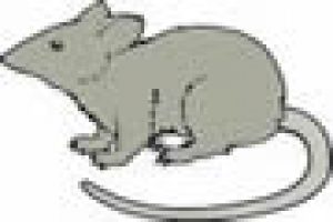 Investigation: Rat Dissection