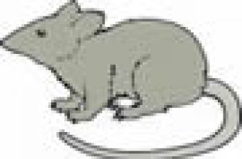 Investigation: Rat Dissection