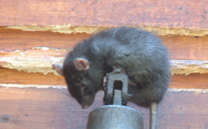 Investigation: Rat Dissection