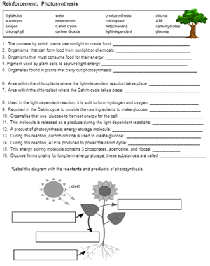 Practice Vocabulary Related to Photosynthesis
