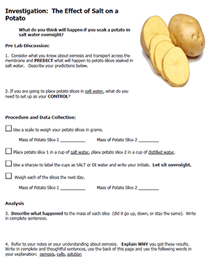 Investigation: The Effect of Salt on a Potato