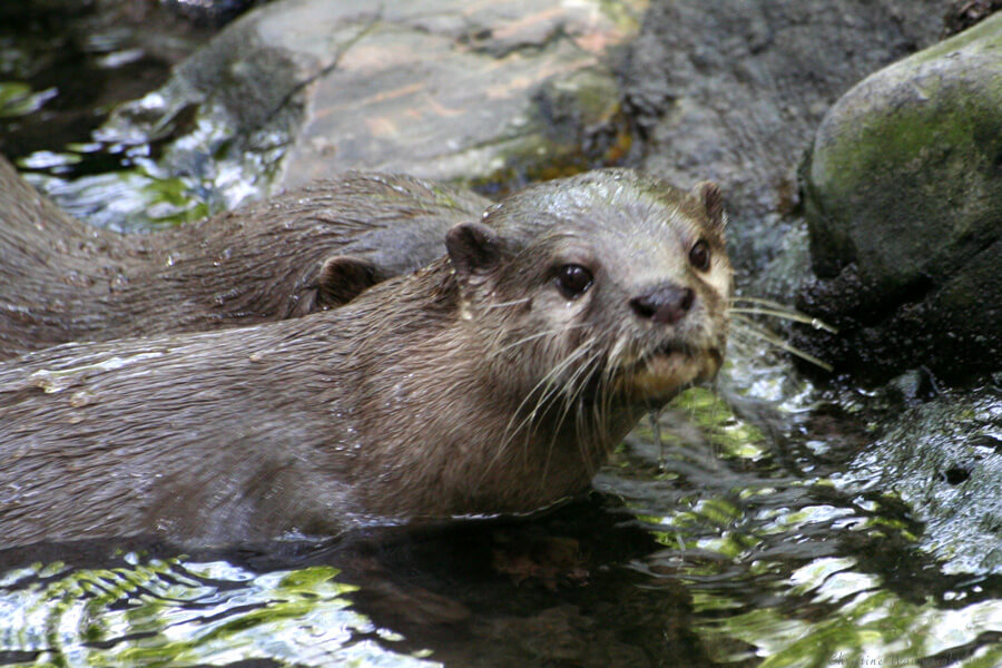 Ecology Lesson on Trophic Cascades with Google Slides