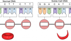 cell | The Biology Corner