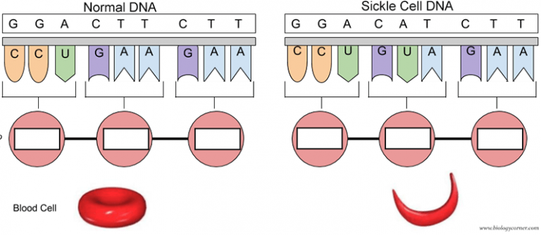 Explore DNA, Proteins, and Sickle Cell Disease