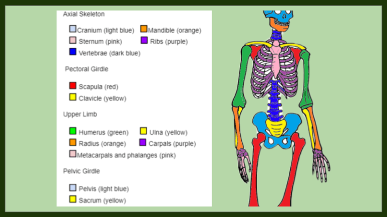 Animal Anatomy, Dissection Guides, and Labeling Practice