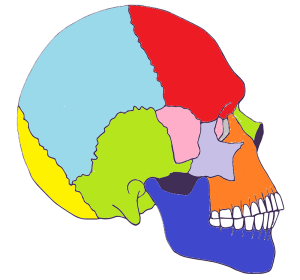 Fun Coloring Activities to Learn the Skeleton