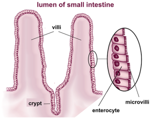 Investigation: Villi Height